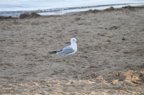 Ashley Ferrell Photography Looking At Life Through A Camera Lens