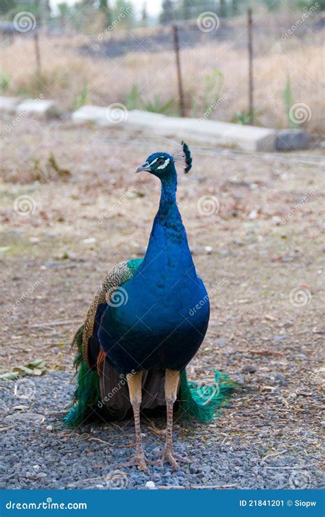 The Peacock Stock Image Image Of Peacock Bite Noble 21841201