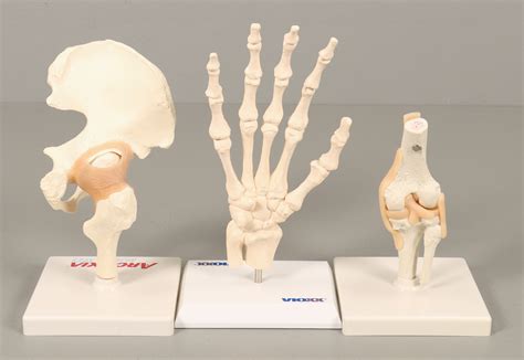 Images For ANATOMICAL MODELS Pieces Skeletal Parts MSD