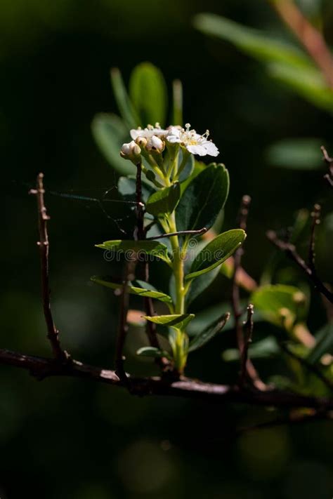 Vertical Shot Of A Spiraea Hypericifolia Flower With Its Stem Stock