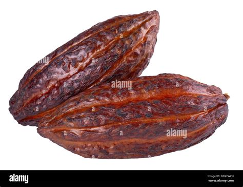 Fresh Cacao Fruits Isolated On White Background Dark Red Cocoa Pods
