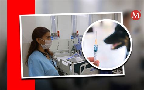 Jalisco Prevención De Rabia Humana ¿qué Hacer Ante Mordedurade Anima