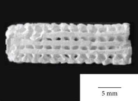 plla tcp scaffolds fabricated by ltdm technology a b cylindrical