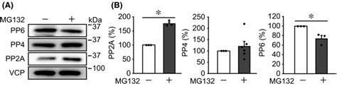 Treatment With A Proteasome Inhibitor Decreases The Protein Phosphatase