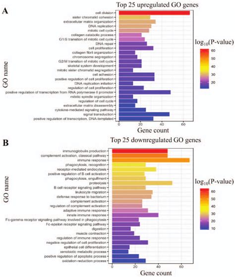 Top 25 Enrichment Go Terms And Pathways Of Differentially Expressed