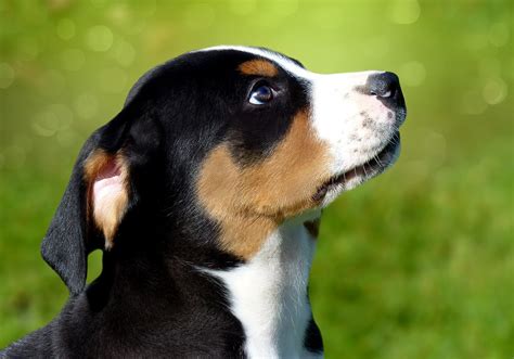 Sennenhund Dog Puppy Free Photo On Pixabay