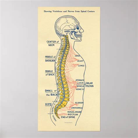 Autonomic Nervous System Spinal Nerves Poster Zazzle