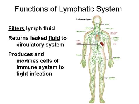 Urinary And Lymphatic Systems Functions Of Lymphatic System