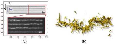 Fractal Fract Free Full Text An Application Of The Distributed Order Time And Space