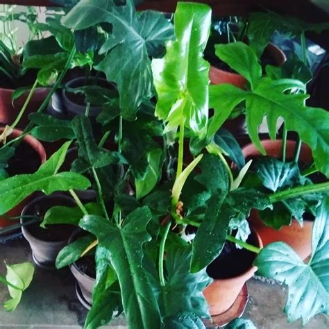 Philodendron Fiddleleaf Care And Tips Guide