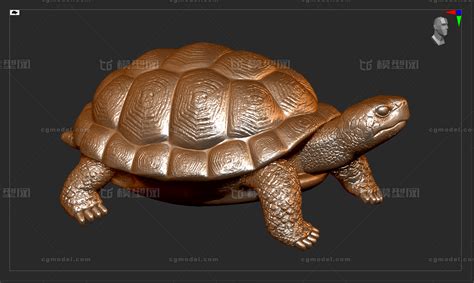 乌龟 陆龟模型 爬行模型库 Zbrushztlzbp模型下载 Cg模型网
