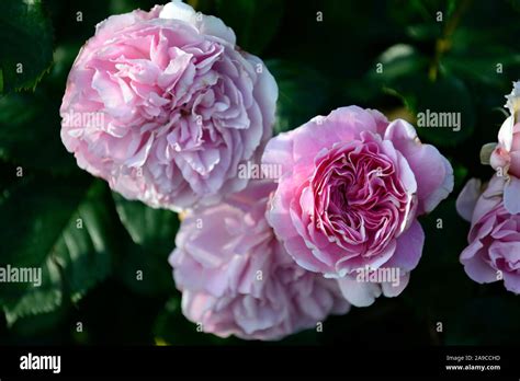 Rosa The Ancient Marinerrose The Ancient Marinershrub Roserosespinkflowerflowersflowering