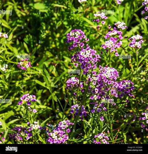 Purple And White Flowers Of Lobularia Maritima Alyssum Maritimum