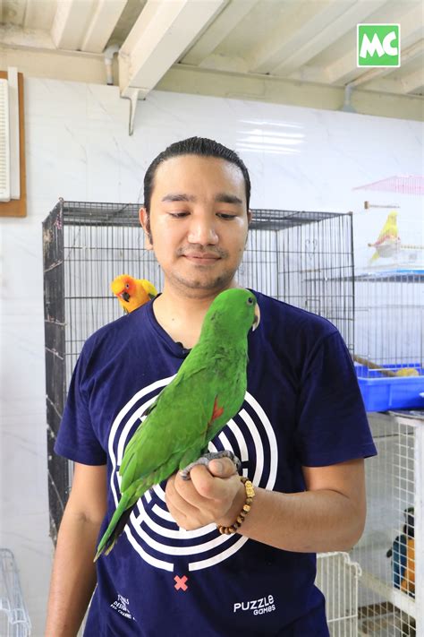 ရန်ကုန် က Ringneck ကြက်တူရွေး ငှက်မွေးမြူရေးခြံ