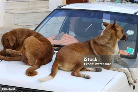 인디언 거리에 주차된 자동차 보닛에 누워 있는 야생의 길 잃은 흰색과 갈색 개 그늘에서 쉬고 있는 잡종 개 전경에 초점 0명에 대한 스톡 사진 및 기타 이미지 Istock