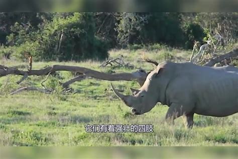 6吨重犀牛挑战6 5吨重大象场面难得一见镜头拍下全过程