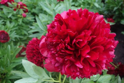 Peony Red Grace Early Green Works Specialist In Peonies