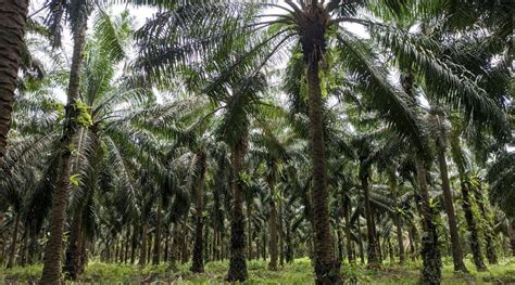 35 Types Of Palm Trees That Grow Well In Florida