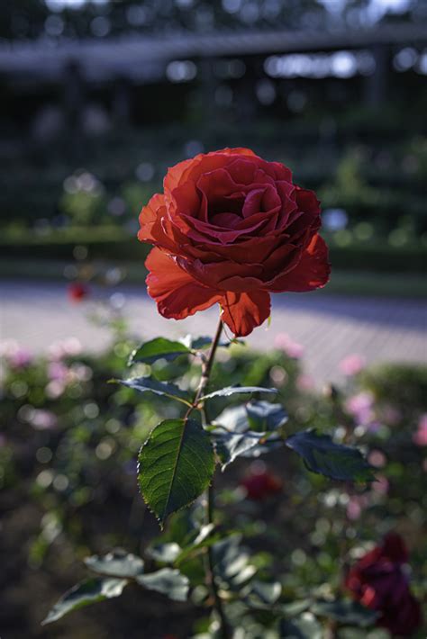 薔薇も終焉近し By 京子たん （id：9981701） 写真共有サイトphotohito