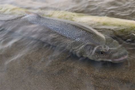春の天塩イトウ｜北の大地に鱒を追う 北の大地に鱒を追う｜北海道に棲むイトウ×ミヤベイワナ、そして
