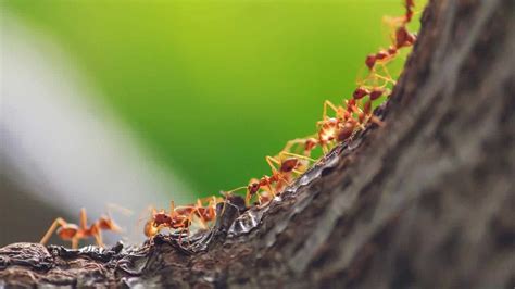 5 Most Common Ant Species In Singapore Green Care