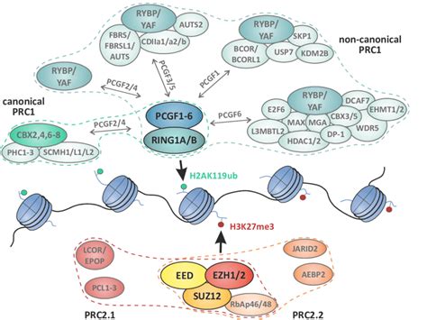 Polycomb Repressive Complexes Are Epigenetic Regulators Of Gene