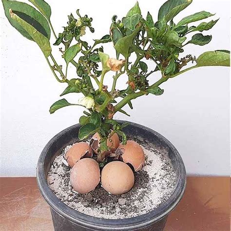 Organic Fertilizer How To Use Eggshells As Fertilizer Organic