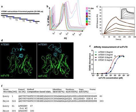 Epitope Mapping Affinity Measurement And 3d Docking Of Scfv78 A The