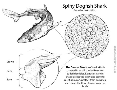 Are Dogfish Real