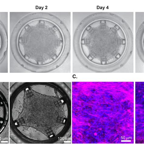 Tissue Remodeling Via Attachment Sites A Microtissue Compaction In