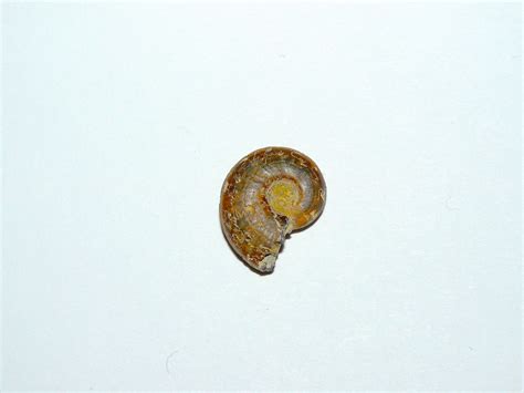 Ammonite Member Collections The Fossil Forum