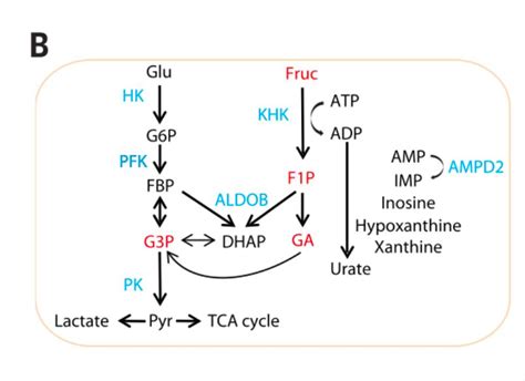 糖类促癌又有新证据，这次是玉米糖浆