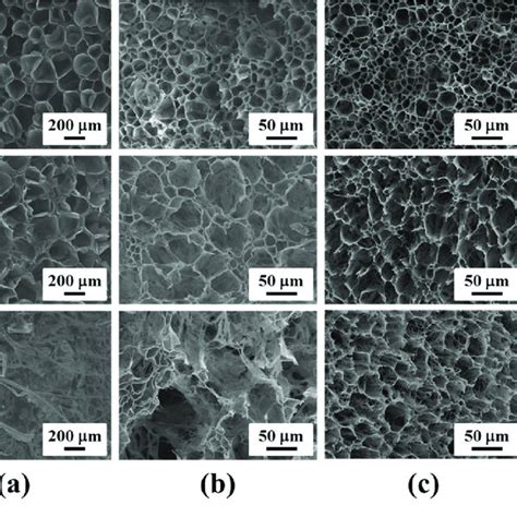 Sem Micrographs Of The Cross Section Of A Cellulose Nanofiber
