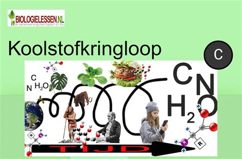 Koolstofkringloop Biologielessen Nl