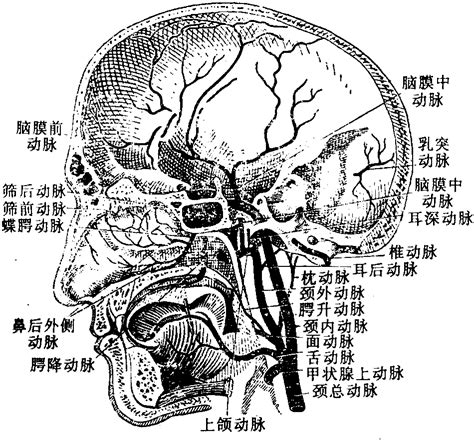 图138 颈外动脉及其主要分支 内面观 人体解剖学