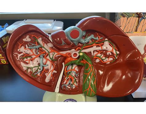 Liver Inferior View Digestive System Quiz