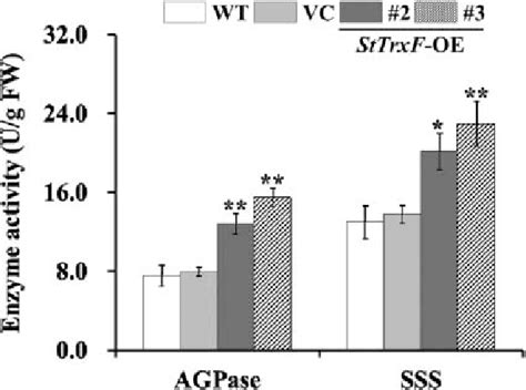 Enzyme Activity Assays Activities Of Agpase And Sss In The Leaves Of
