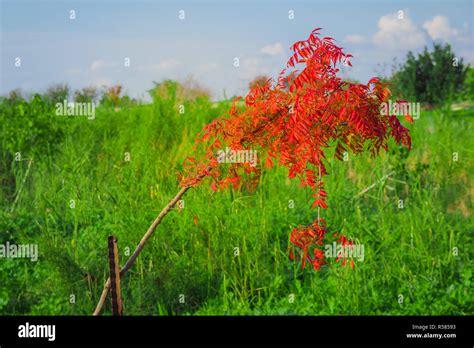 Tree With Red Leaves In A Green Field Stock Photo Alamy