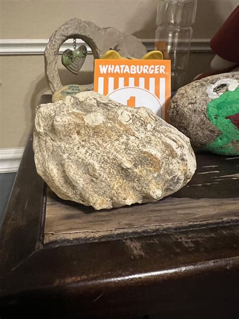 Found In North Texas Is This A Cephalopod Shell Of Some Kind R Fossilid