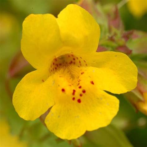 Mimulus Bach Flower Remedies Crystal Herbs Shop