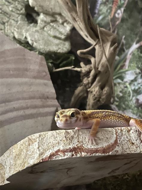 New gecko owner. I finally stayed up late enough to catch Clementine exploring on her own after ...