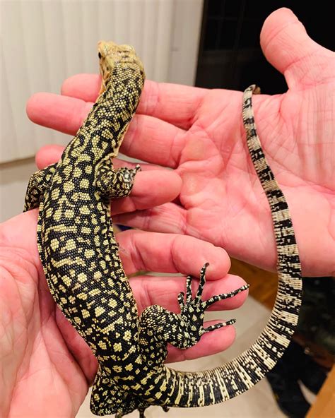 Beautiful Quince Monitor Varanus The Reptile Report