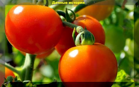 Три самых главных вопроса о выращивании томата в теплице и ответы на ...
