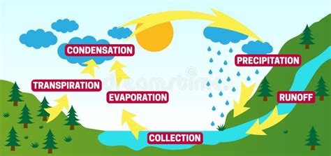 Water Cycle Educational Illustration Of Preciptation Runoff