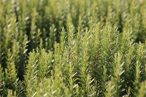 The Benefits And Uses Of Rosemary