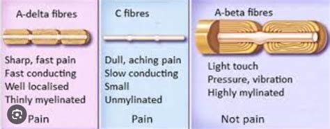 Pharm 2 Exam 1 Local Anesthetics Apex Flashcards Quizlet