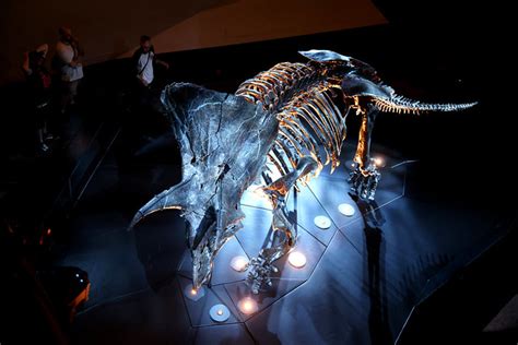 Triceratops Fate Of The Dinosaurs Exhibit The Triceratops Flickr