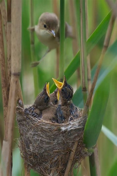 Which Nest Is Which Identify Bird Nests With Ease Artofit