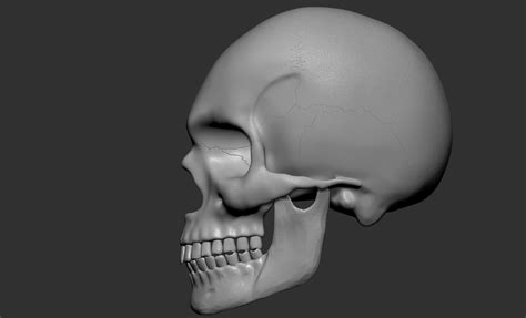 Skull Structure 3d Model Cgtrader