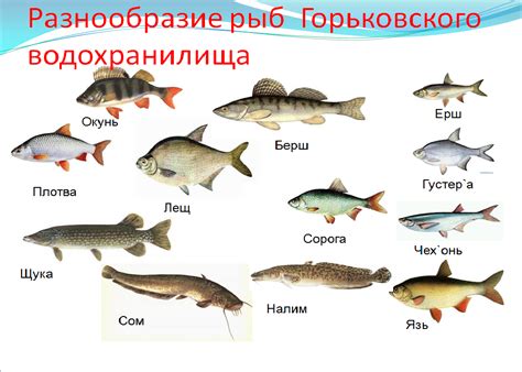 Виды Речных Рыб Фото Telegraph